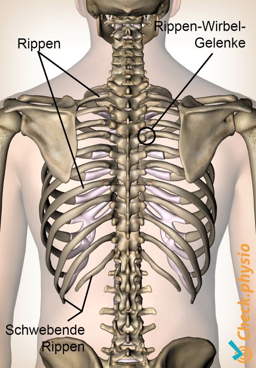 Dysfunktion der Rippegelenke auf der Rückseite
