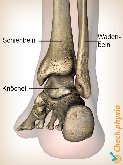 Ursache, Symptome & Behandlung | Knöchelbruch - Physiotest.de